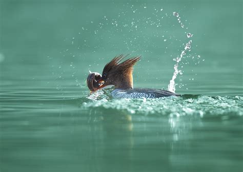 邱启斌作品 图集 影像中国网 中国摄影家协会主办