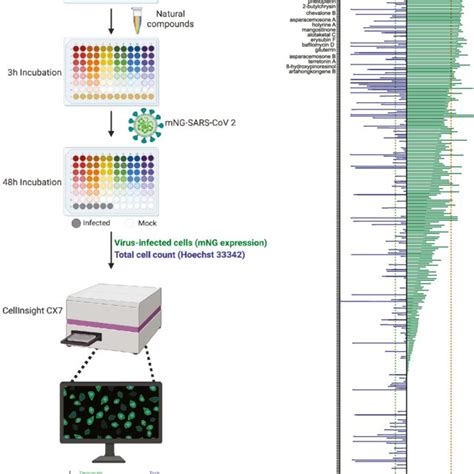 Np High Content Screening With Mng Sars Cov 2 A Graphical