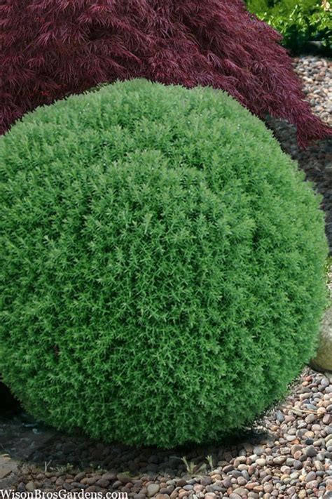 Buy Teddy Dwarf Globe Arborvitae Thuja Free Shipping Wilson Bros