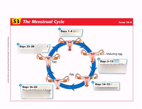 Menstrual Cycle Diagram Quizlet