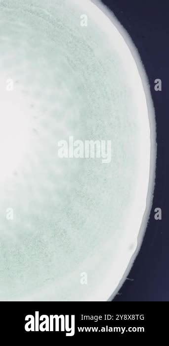 Spherical Reflections Stock Videos And Footage Hd And 4k Video Clips Alamy