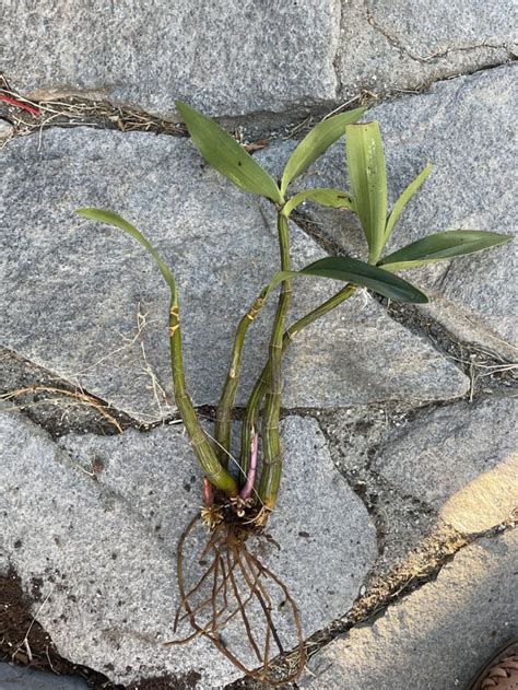 Orchid Identification Help R Houseplants