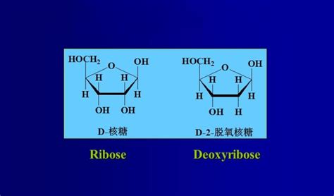 Chemical Structure And Physical Properties Of 2 Deoxy D Ribose