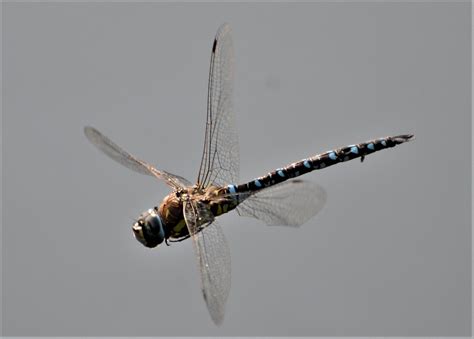 Libellen Im September Teverener Heide Nabu Selfkant De