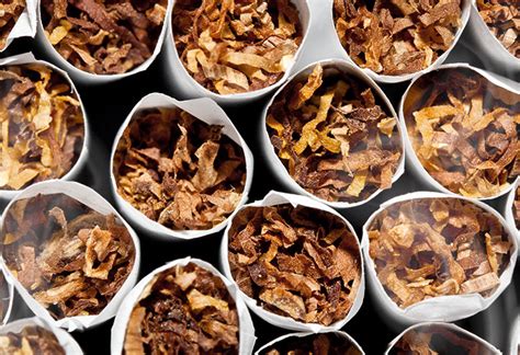 Cigarette Composition Dune Cigarette