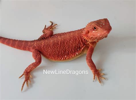Extreme Red Hypotrans Normal Scale Central Bearded Dragon By