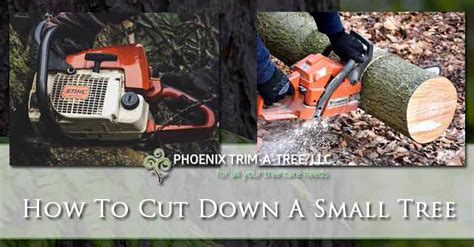 How To Cut Down A Small Tree Safe Tree Removal Phoenix Trim A Tree
