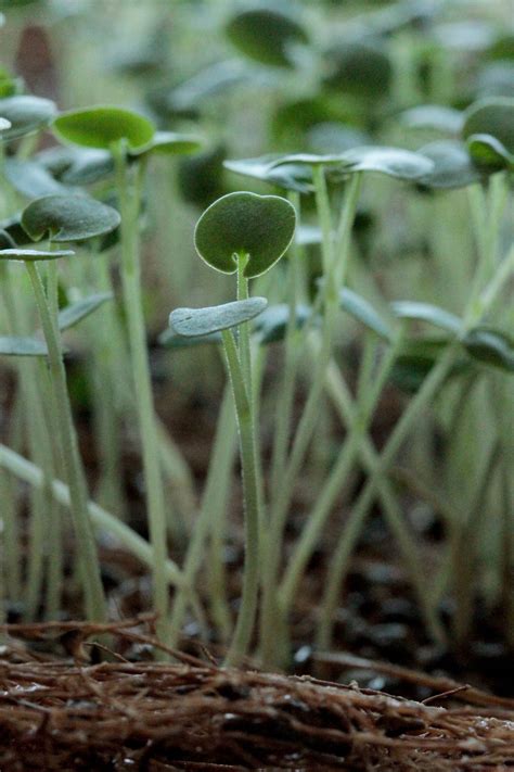French Thyme Microgreens
