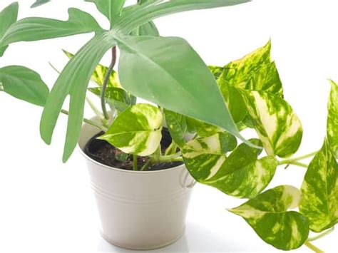 Can You Plant Pothos And Philodendron Together