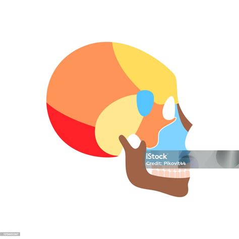 Human Skull Anatomy Stock Illustration Download Image Now Anatomy