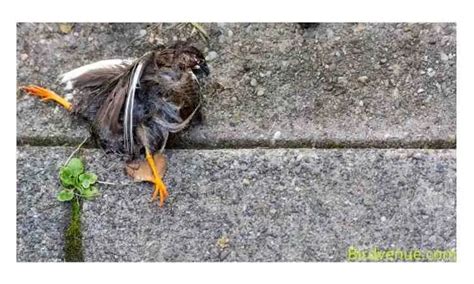 Can A Bird Survive With A Broken Leg
