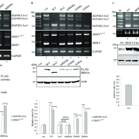 Overexpression Of Rna Binding Motif Protein 4a Rbm4a Leads To An
