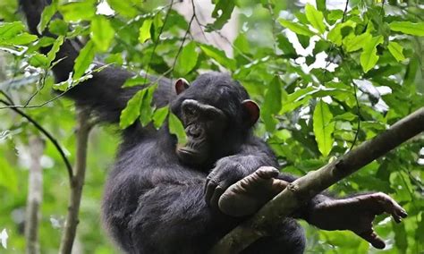 Chimpanzee Habitat Where They Live Adapt Survive In Africa