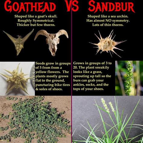 Goathead Vs Sandbur Some Of You All Are Making Us Look Stupid Over On