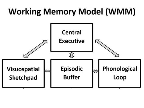 working memory model flashcards quizlet