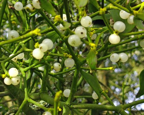 What Is Mistletoe The Infinite Spider