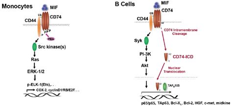 Scheme For The Signal Transduction Properties Of The Cd74 Cd44 Mif