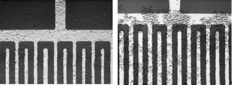 Balb 3t3 Cells On The Ides Download Scientific Diagram