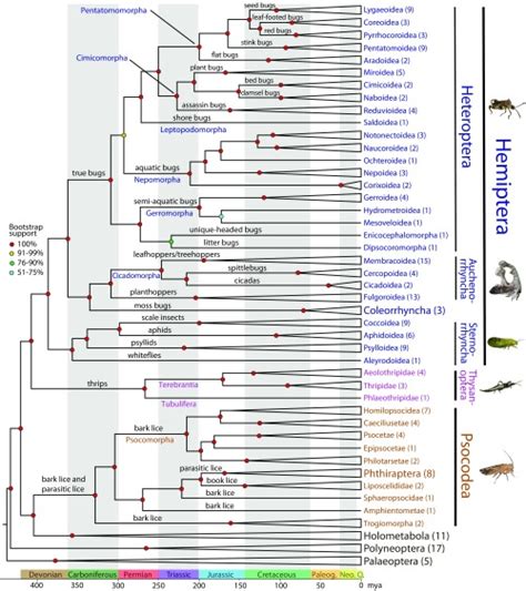 Phylogenomics And The Evolution Of Hemipteroid Insects Abstract