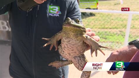 Frog Jumping Competition