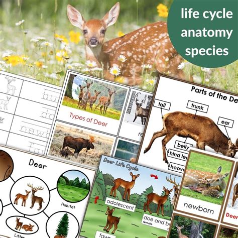 White Tailed Deer Life Cycle White Tailed Deer Odocoileus