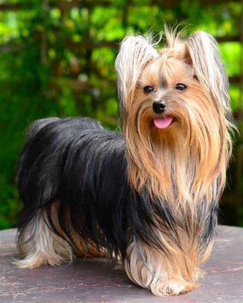 16 Small Dog Breeds With Long Hair With Pictures