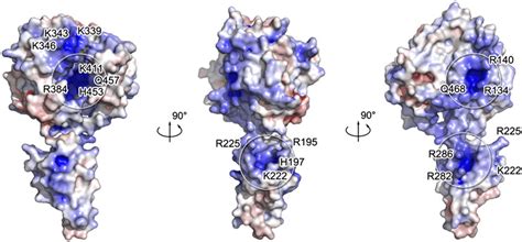 Potential Rna Binding Region Of Cchfv The Electrostatic Surface Download Scientific Diagram