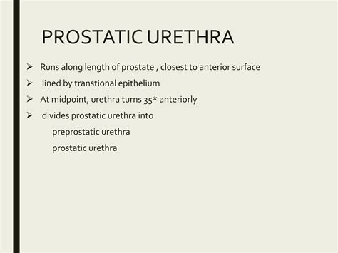 Anatomy And Physiology Of Prostate Pptx