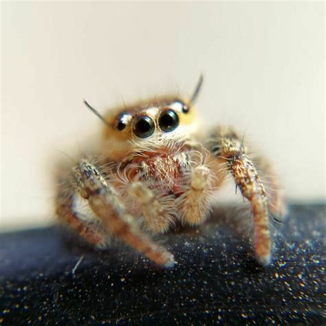 Cute Spider Pictures