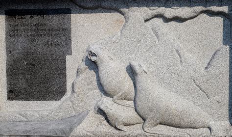 일본이 멸종시킨 독도 바다사자 ‘강치 이름 찾았다