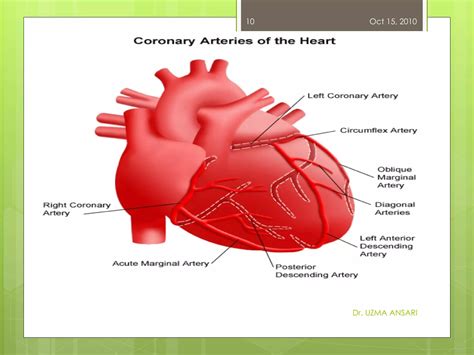 Localization Of Mi On Ecg Ppt