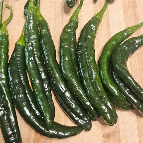 Pasilla Bajio Pepper Seeds Joyful Seeds