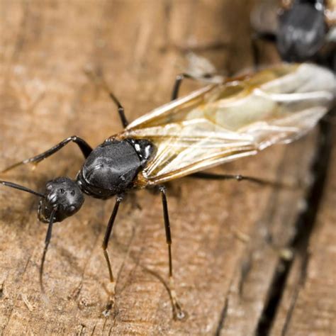 Formigas Voadoras O Que São E Como Se Livrar Delas