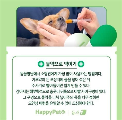 반려견에게 약 잘 먹이는 법 꿀팁 알려드립니다 펫카드 뉴스1