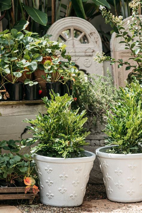 Palms Fleur De Lis Pot The Palms Sydney