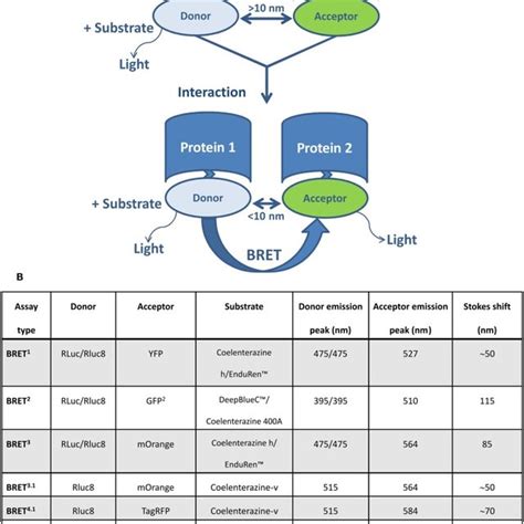 Bret Saturation Assay Theoretical Curves For Oligomer Formation Are