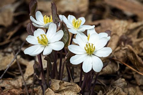 Jeffersonia Diphylla Twinleaf