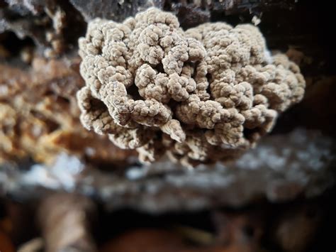 Ionomidotis Irregularis From Peters Township Pa Usa On October 26