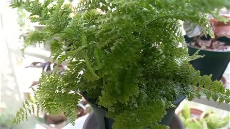 솜사탕 고사리폭신폭신 Youtube