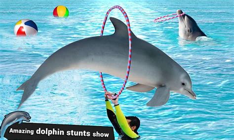 Dolphin Show My Dolphin Games Apk Para Android Download
