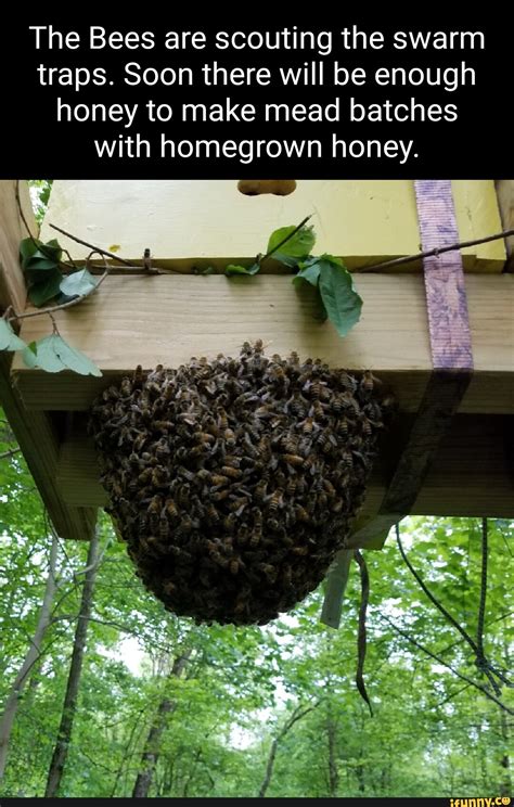 The Bees Are Scouting The Swarm Traps Soon There Will Be Enough Honey