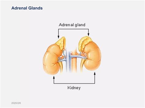 Pearsons Endocrine System Pptx