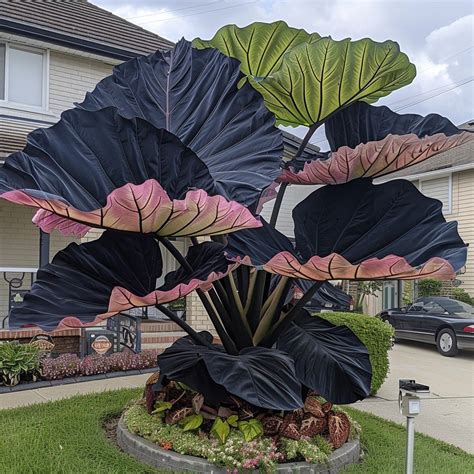 How To Grow Colocasia Elephant Ear Plant Top Tips And Best Varieties