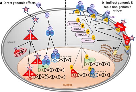 Diagram Showing The Receptor Activated Signaling Pathways Of Estrogen