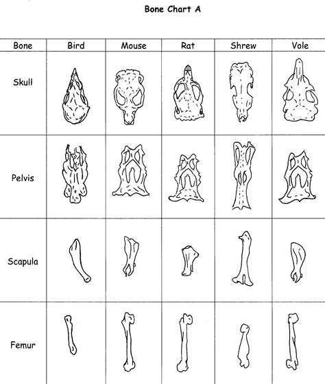 Owl Pellets Bones