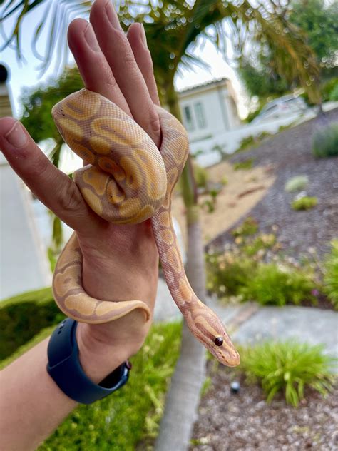Whats Your Favorite Morph Rballpython
