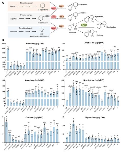 Abiotech 李正和团队及合作者开发rna病毒介导的基因编辑技术bbla烟草植物