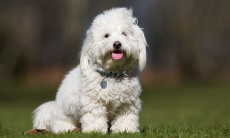 Are Coton De Tulear The Most Intelligent Dogs