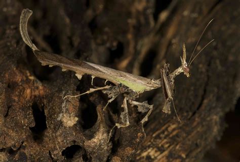 9 Of The Most Absurd Looking Mantis Species