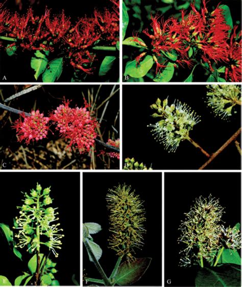 Selected Inflorescences Of Seven Combretum Species Indicating Closely